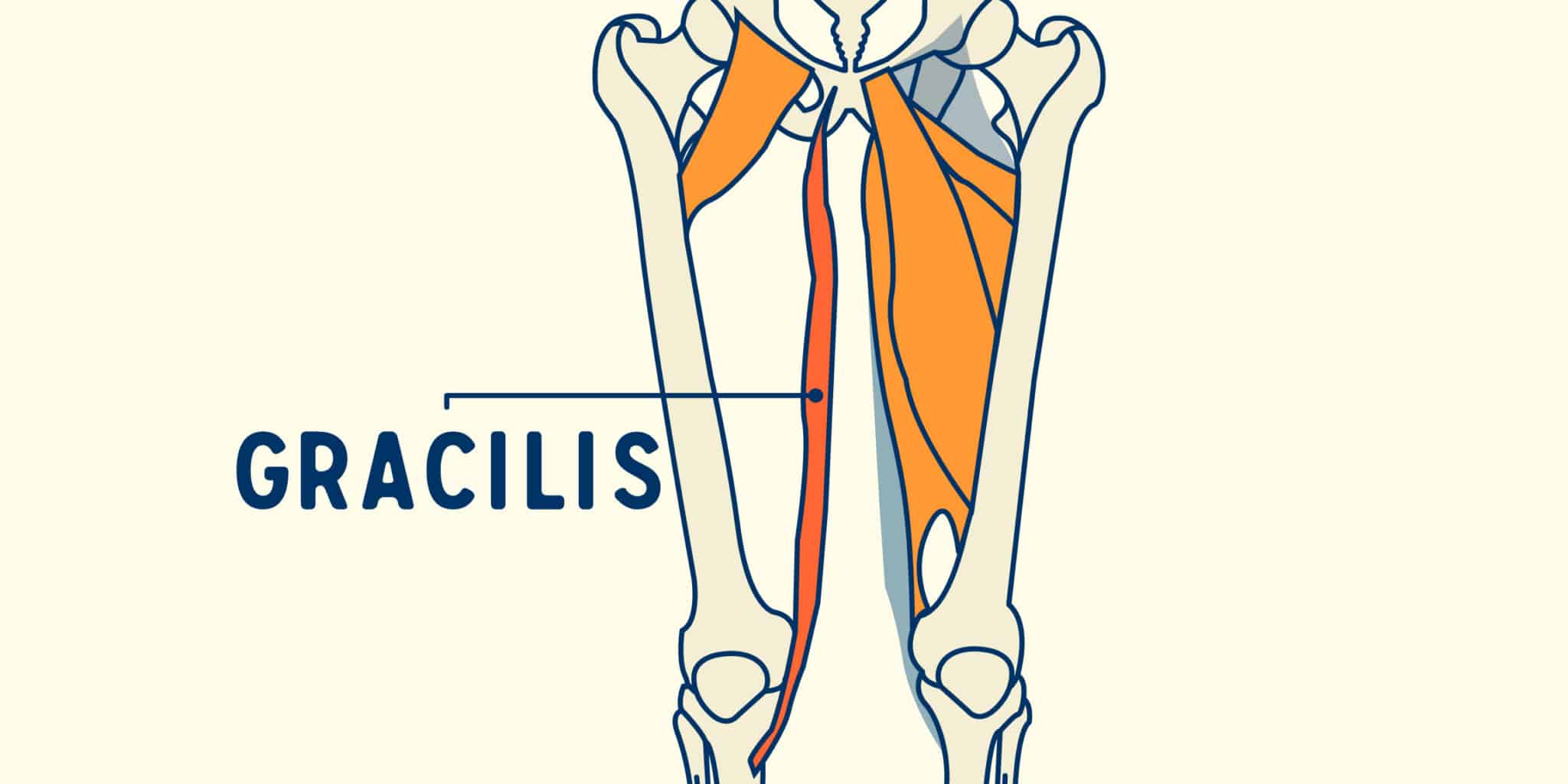 What Muscles are Involved in Adductor Strains? | Airrosti